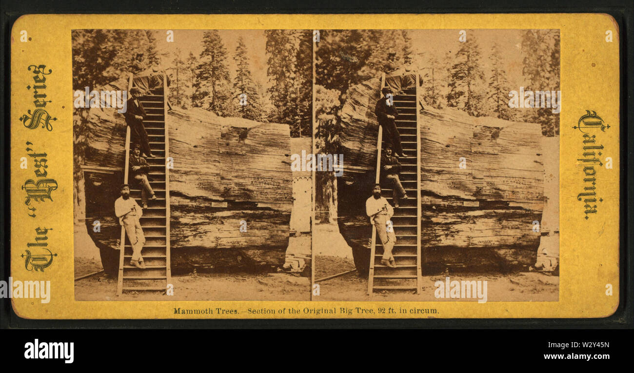 Mammoth Trees - Section of the Original Big Tree, 92 ft in ...