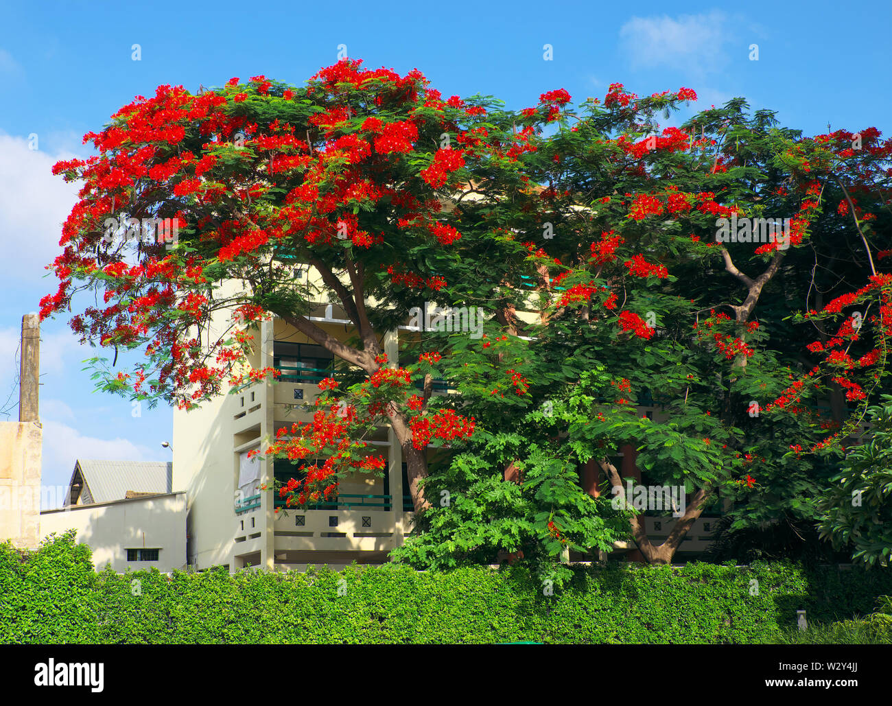 Amazing urban landscape with large foliage of phoenix flower tree ...