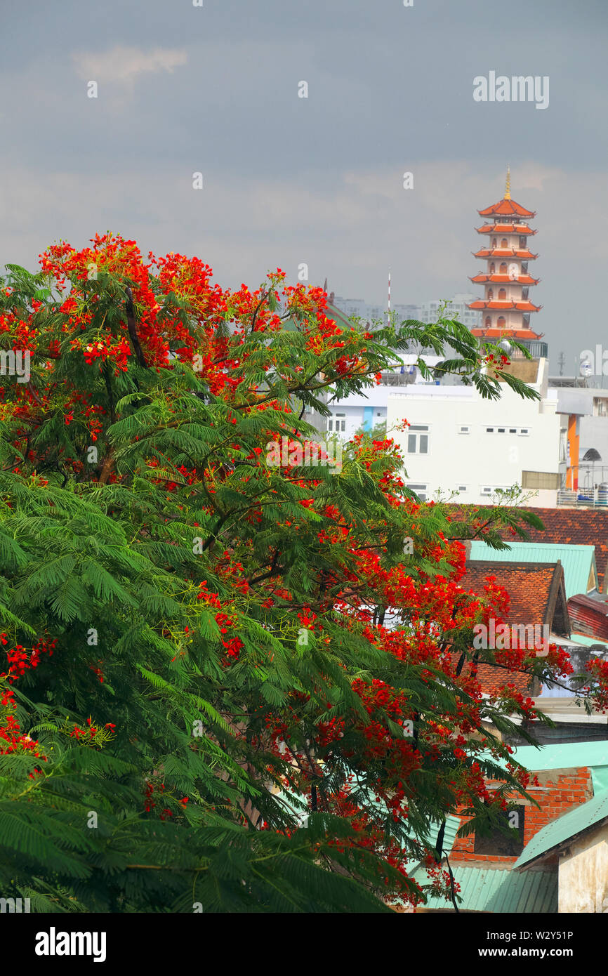 Beautiful phoenix flower tree shoot from top view with red petal in ...