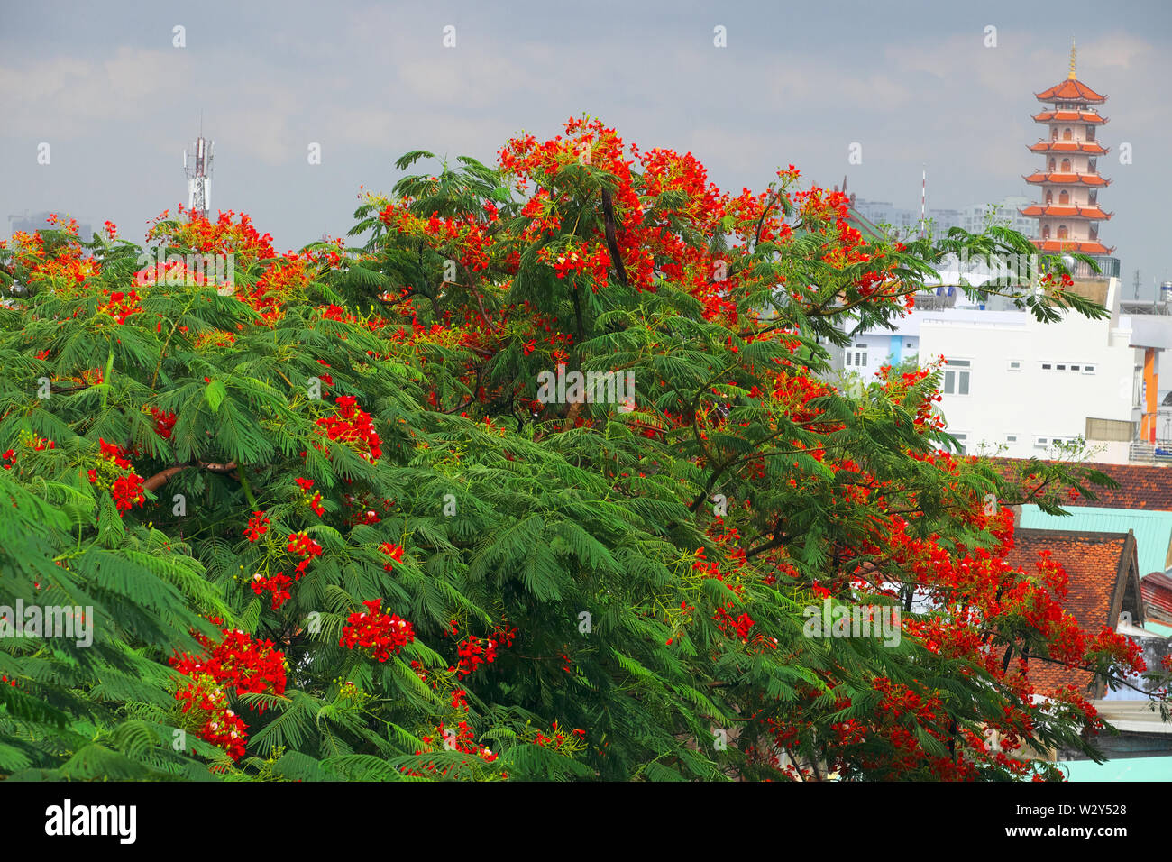 Beautiful phoenix flower tree shoot from top view with red petal in ...