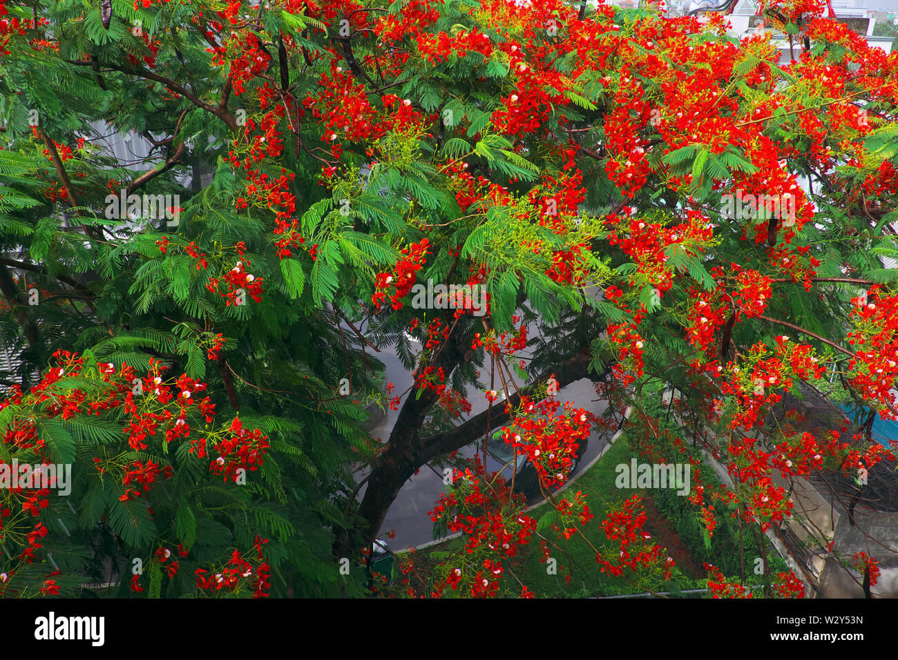 Beautiful phoenix flower tree shoot from top view with red petal in ...