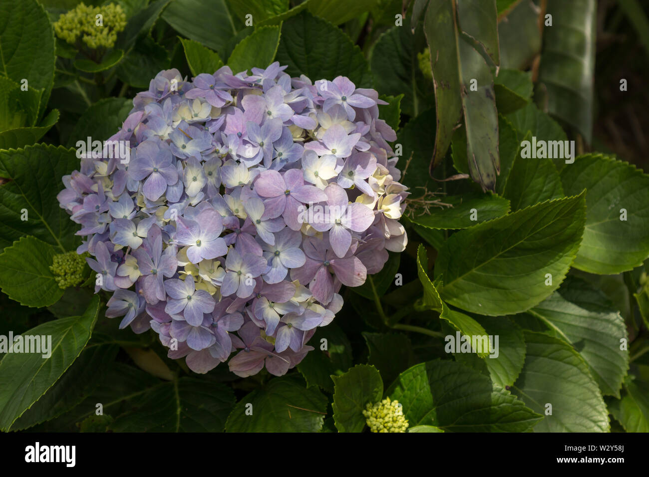 Big blossoms of the colorful hydrangea (hortensia), blooming in the ...