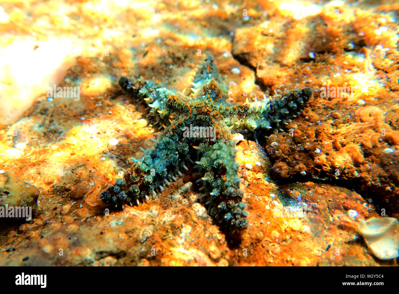 Mediterranean rock seastar - Coscinasterias tenuispina Stock Photo - Alamy
