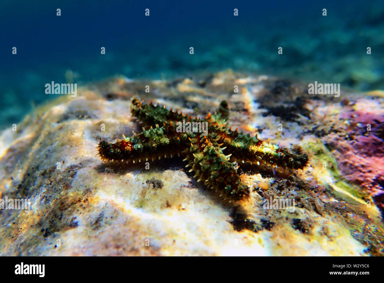 Mediterranean rock seastar - Coscinasterias tenuispina Stock Photo - Alamy
