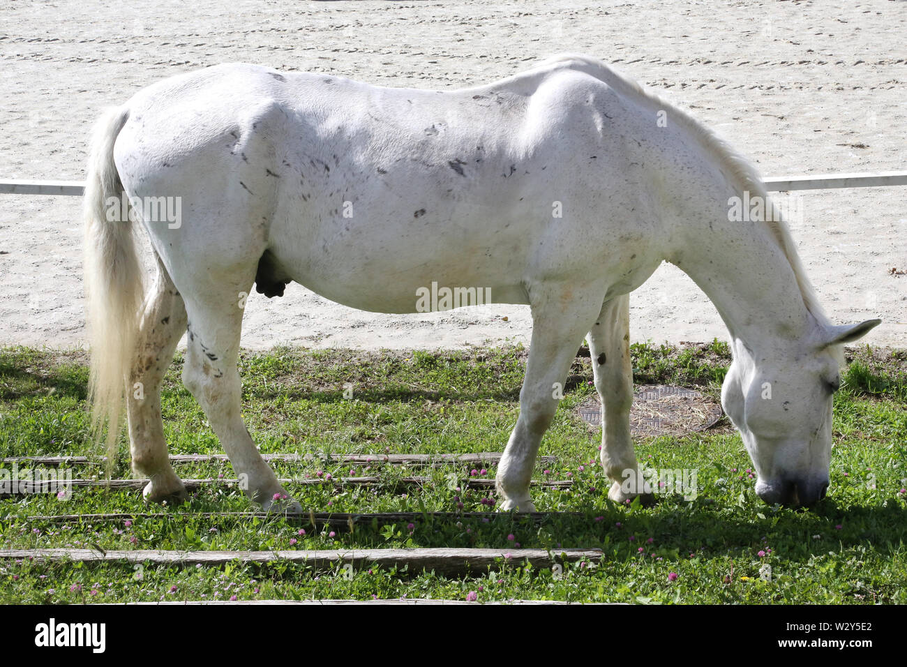 White old lipizzaner horse grazes on rural animal farm Stock Photo - Alamy