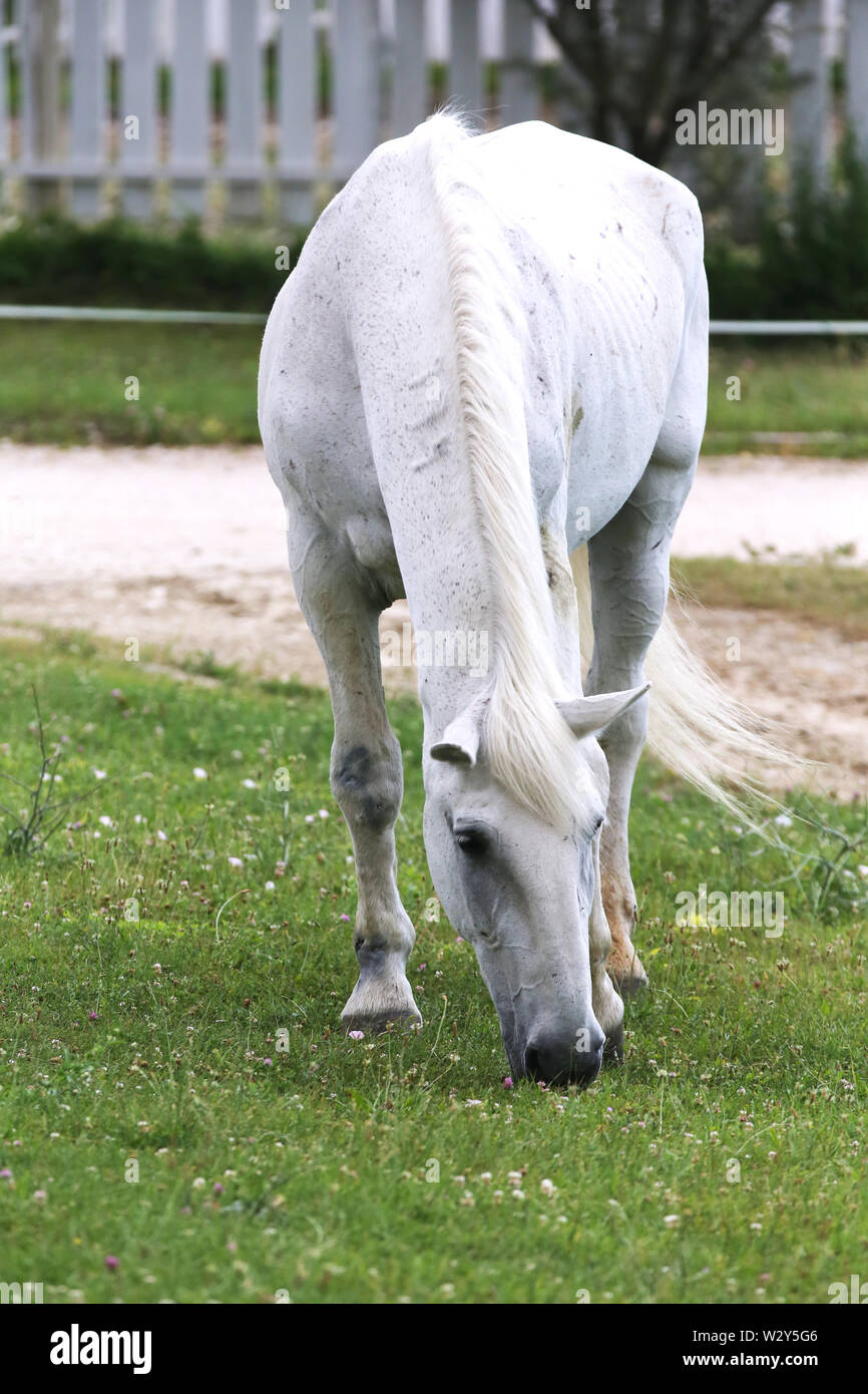 Old mare horse grazes hi-res stock photography and images - Alamy