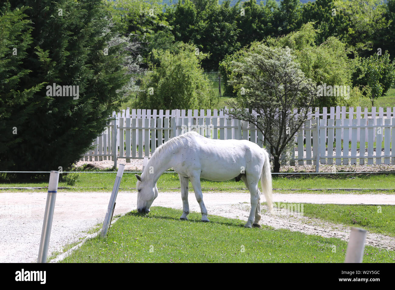 White old lipizzaner horse grazes on rural animal farm Stock Photo - Alamy