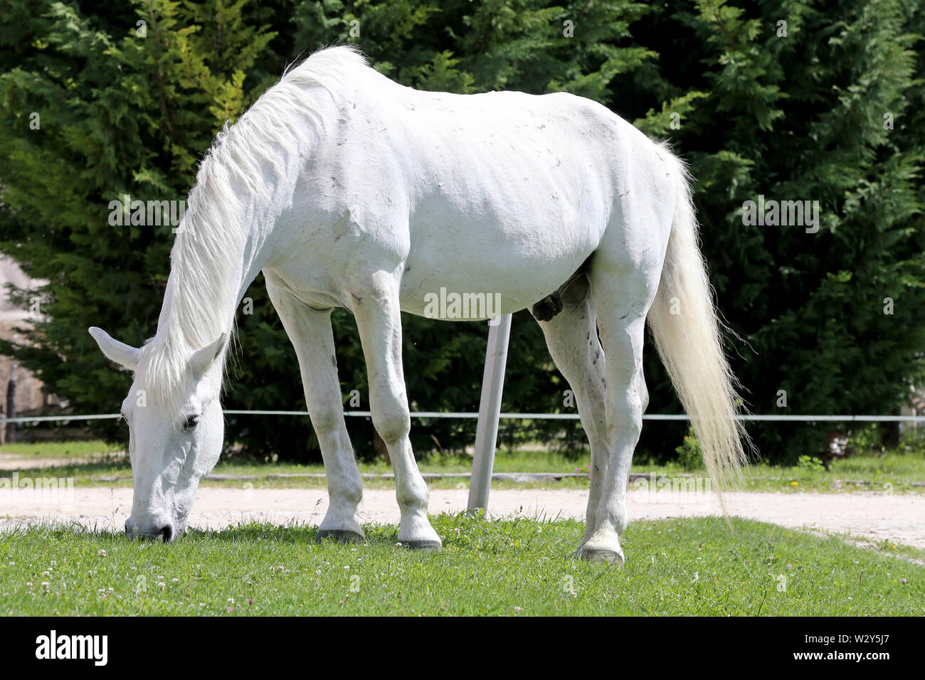 Old mare horse grazes hi-res stock photography and images - Alamy