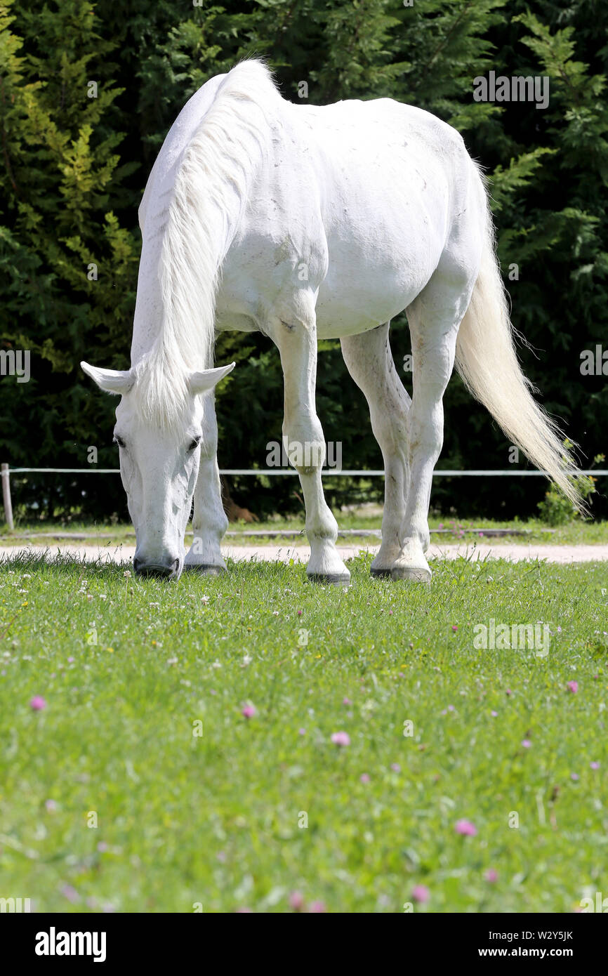 White old lipizzaner horse grazes on rural animal farm Stock Photo - Alamy