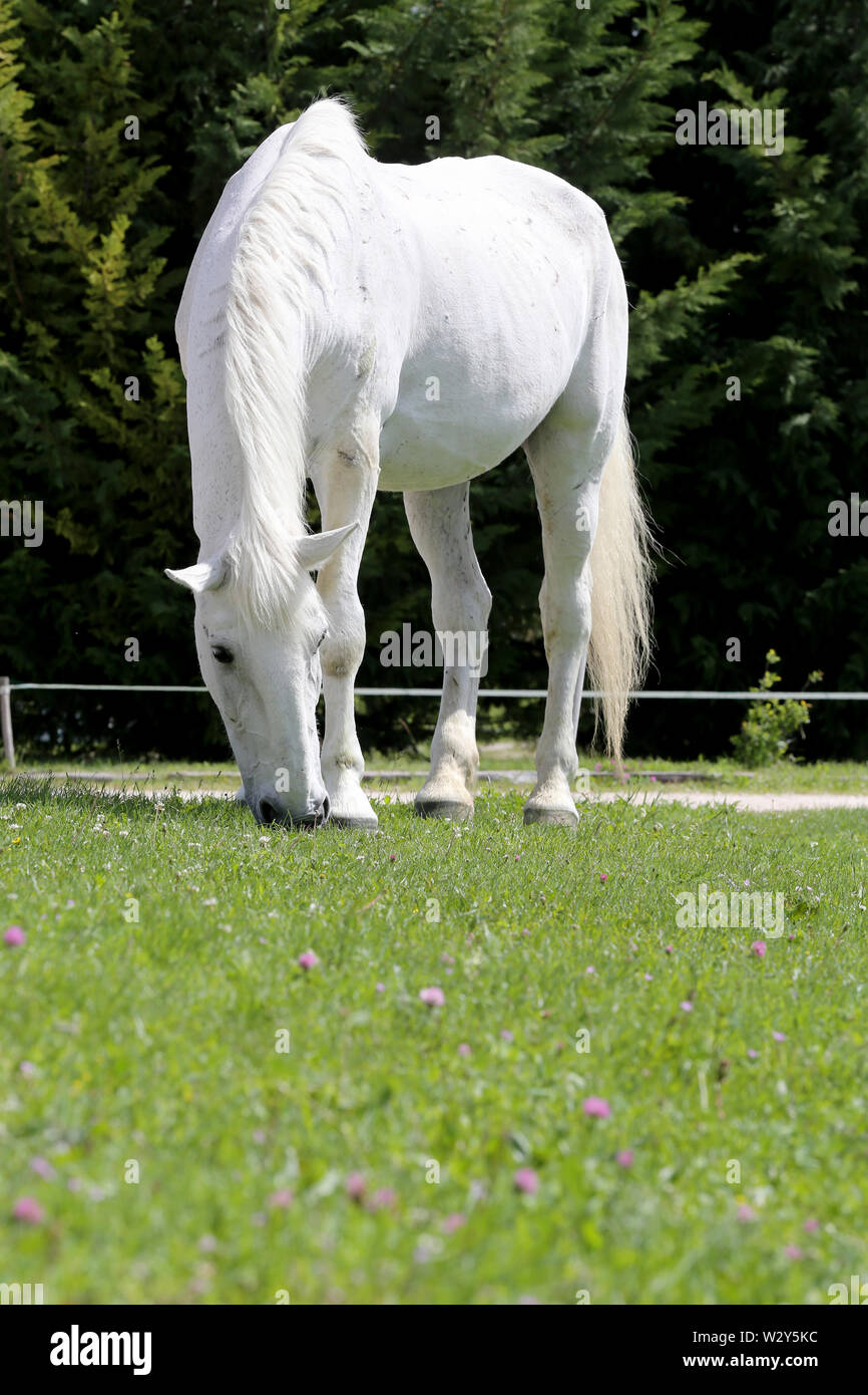 White old lipizzaner horse grazes on rural animal farm Stock Photo - Alamy