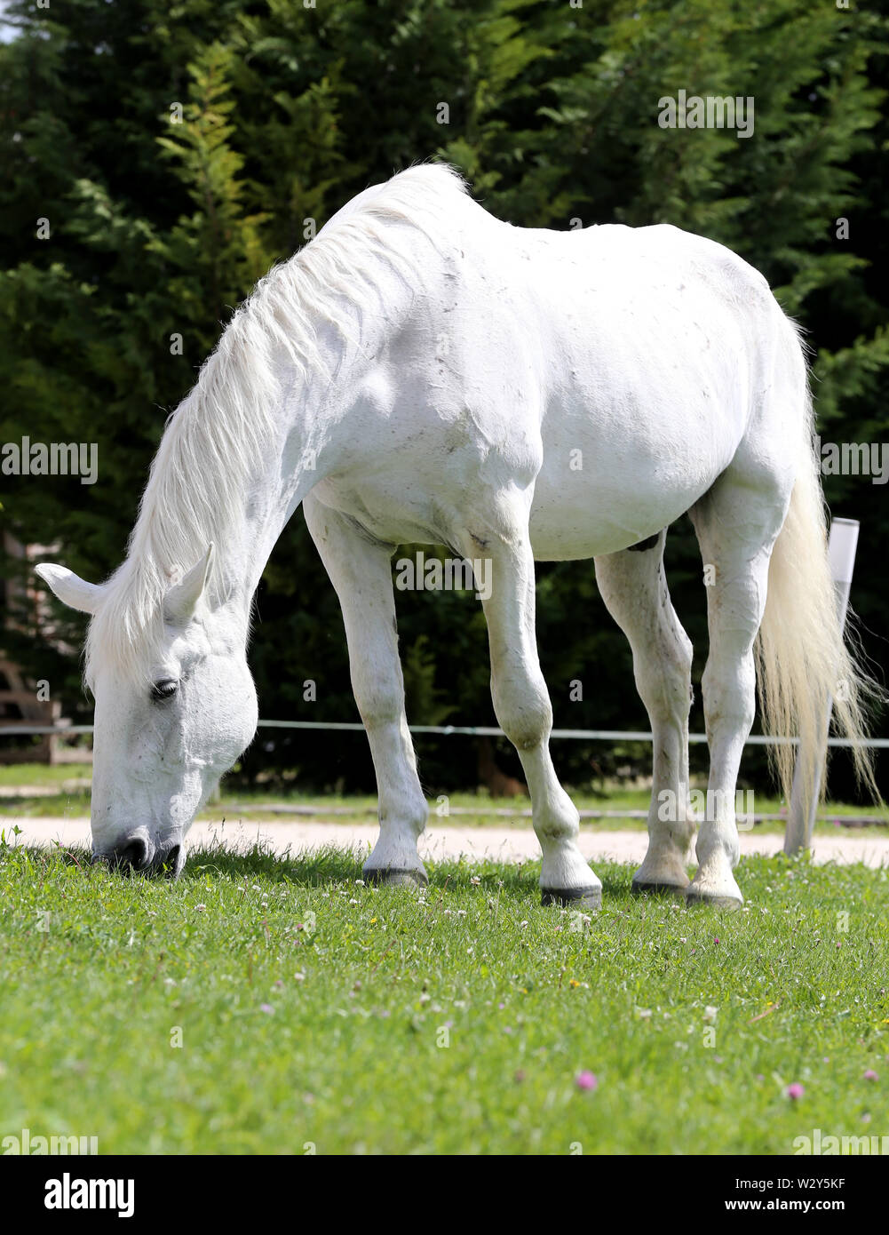 White old lipizzaner horse grazes on rural animal farm Stock Photo - Alamy