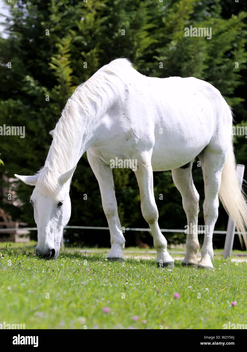 White old lipizzaner horse grazes on rural animal farm Stock Photo - Alamy