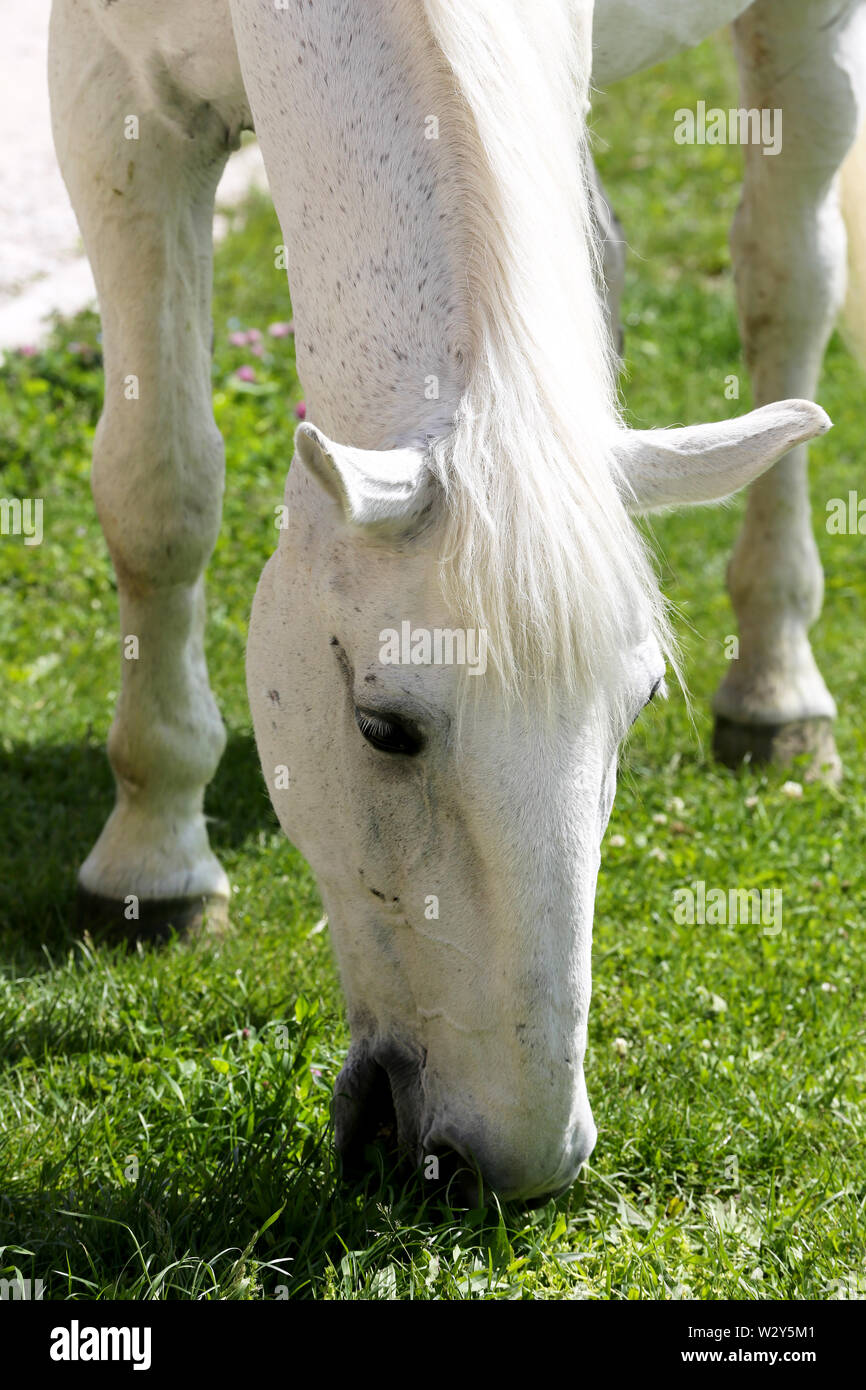 White old lipizzaner horse grazes on rural animal farm Stock Photo - Alamy