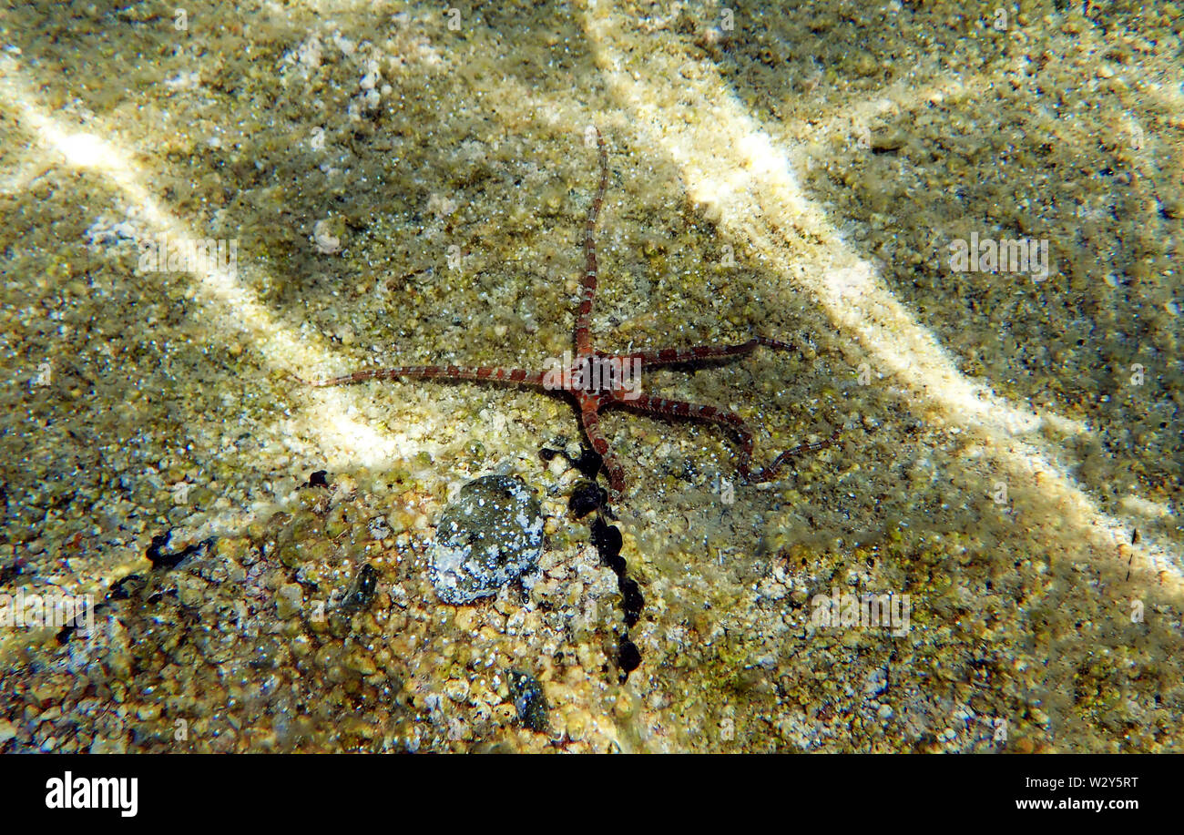 Smooth Brittle Star - Ophioderma longicauda Stock Photo - Alamy