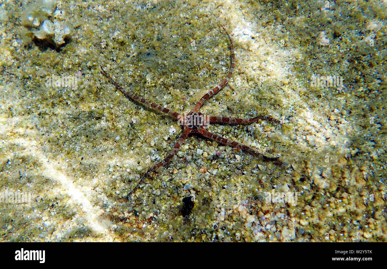 Smooth Brittle Star - Ophioderma longicauda Stock Photo - Alamy