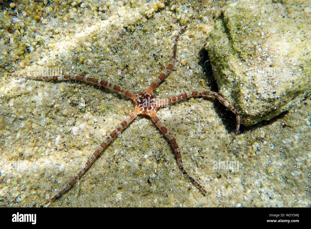 Smooth Brittle Star - Ophioderma longicauda Stock Photo - Alamy