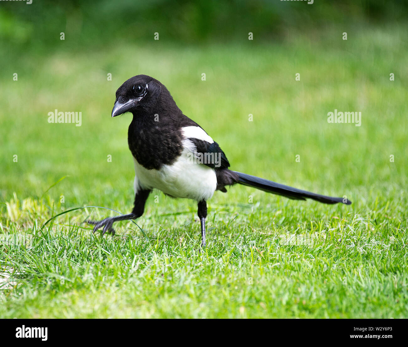 A Cheeky Magpie Strutting on a Lawn Looking for Food in a Garden in ...