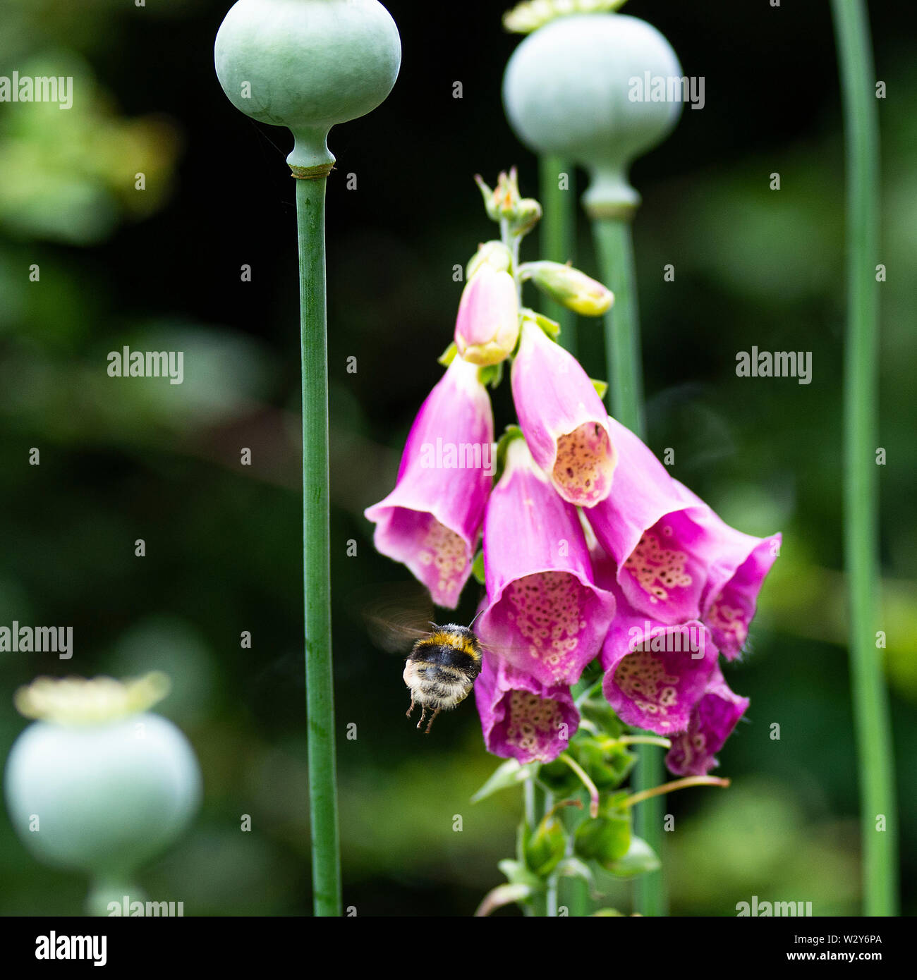 Foxglove seed heads hi-res stock photography and images - Alamy
