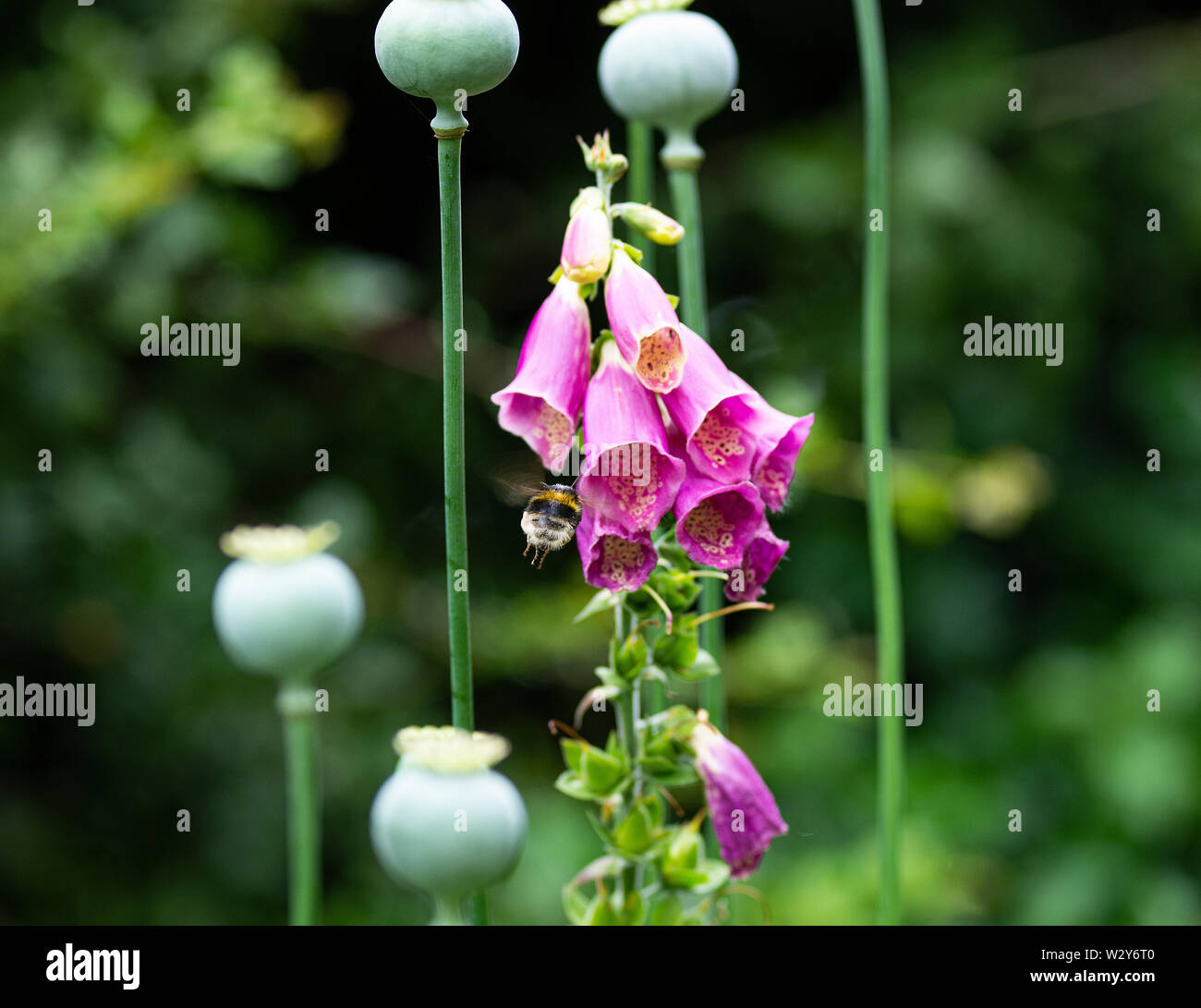 Foxglove seed heads hi-res stock photography and images - Alamy