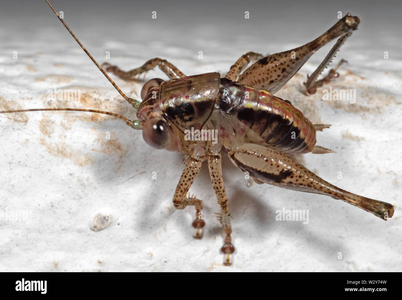 Macro Photography of Brown Cricket Insect on White Floor Stock Photo - Alamy