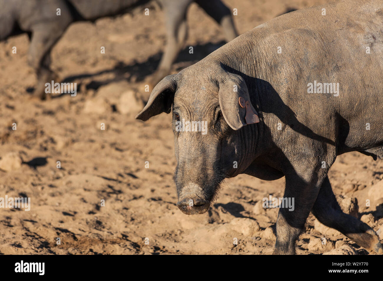 Pigs in a field hi-res stock photography and images - Alamy