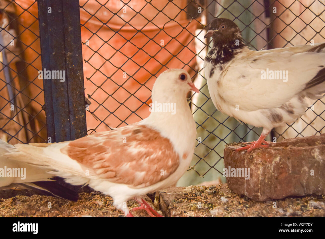 Two Beautiful Pigeons Loving Each Other Stock Photo - Alamy