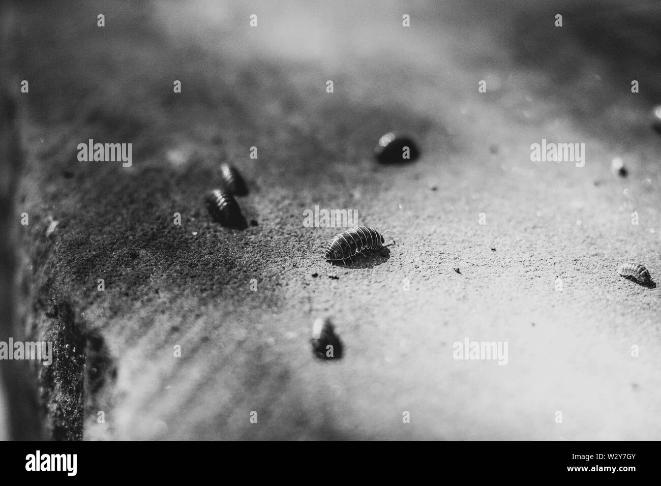 Eat harmful insects Black and White Stock Photos & Images - Alamy
