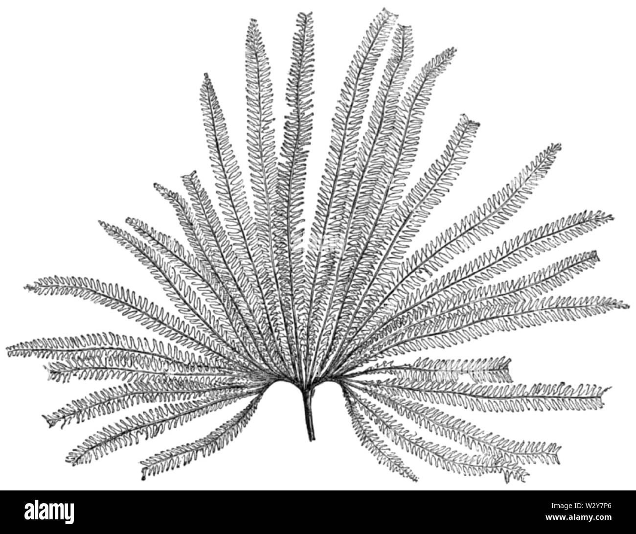 Matonia pectinata hi-res stock photography and images - Alamy