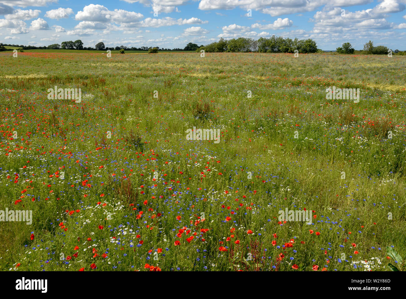 Colorful flowers on a green meadow in Denmark Stock Photo - Alamy