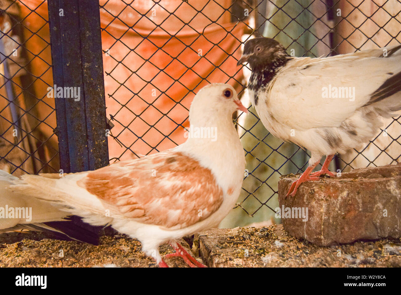 Two Beautiful Pigeons Loving Each Other Stock Photo - Alamy