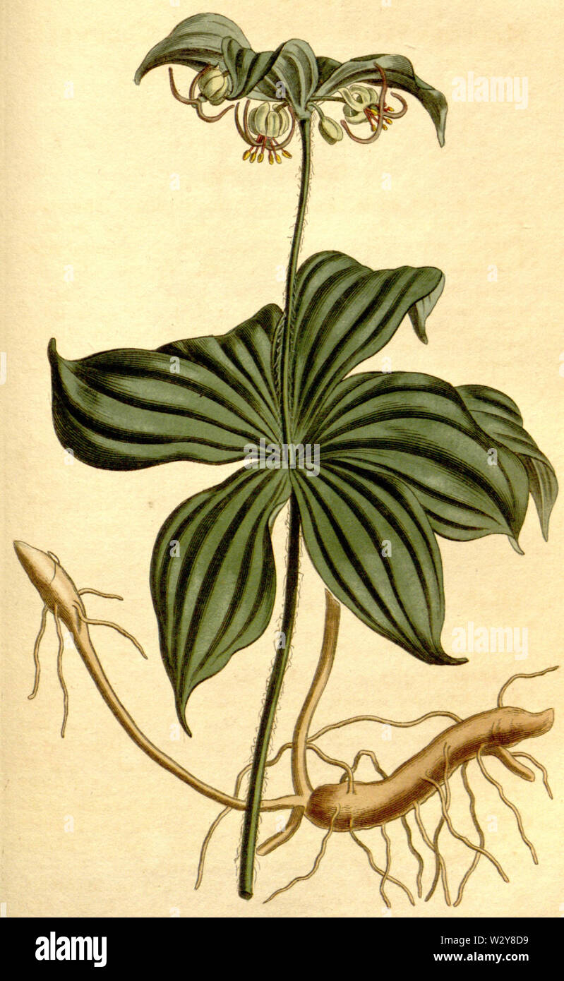 Medeola hi-res stock photography and images - Alamy