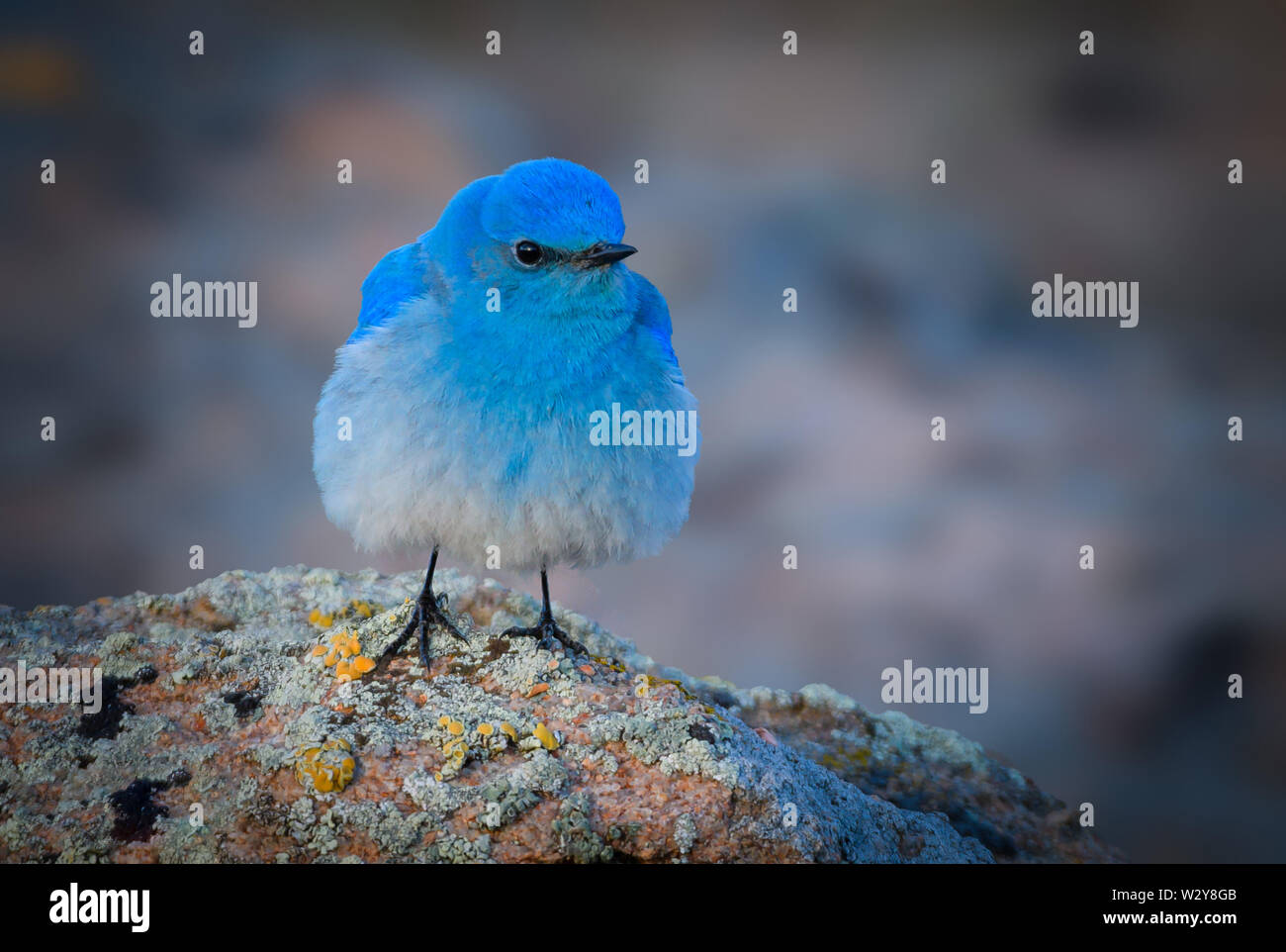 Bluebird species hi-res stock photography and images - Alamy