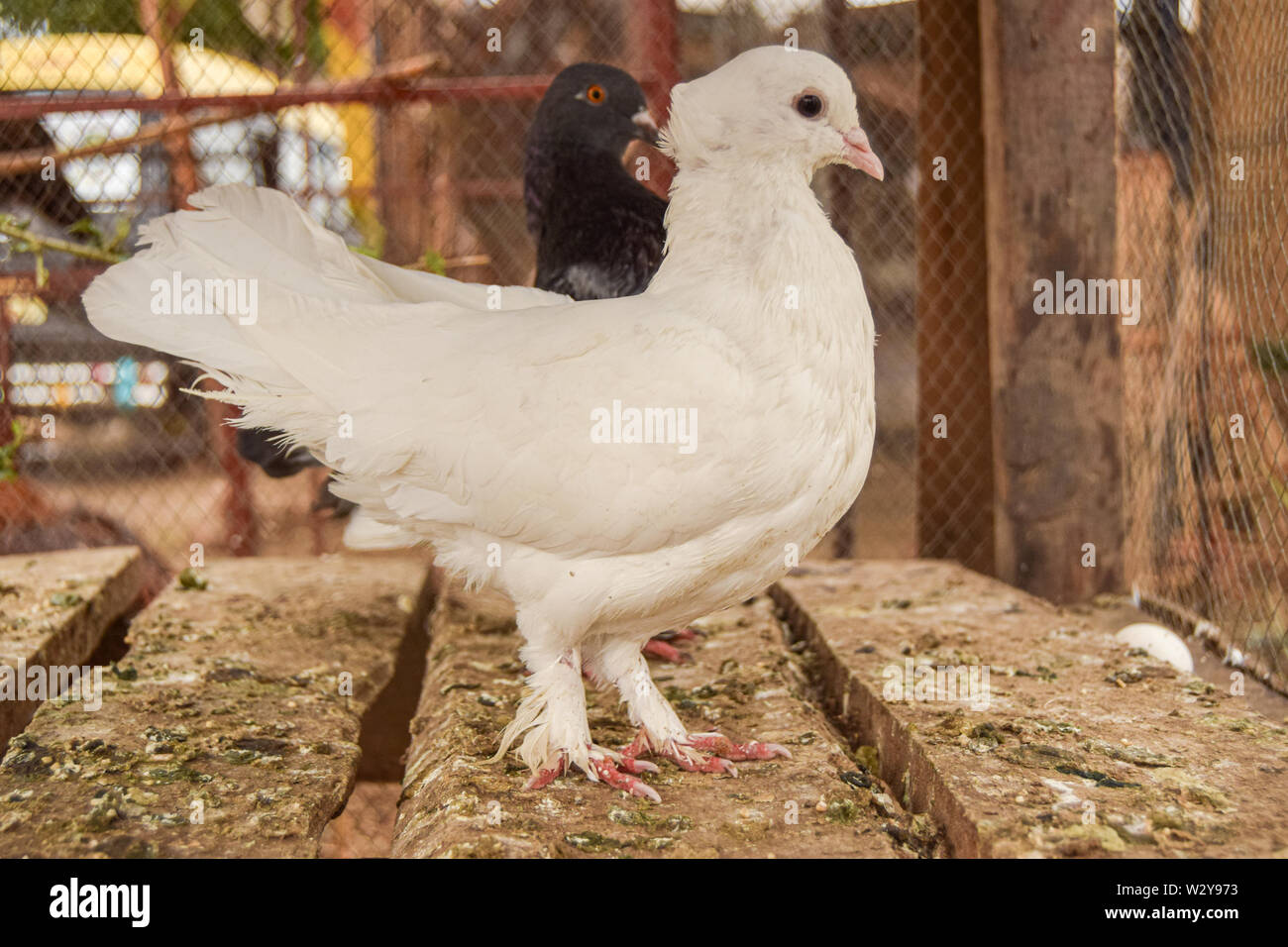 Queen Pigeon High Resolution Stock Photography and Images - Alamy