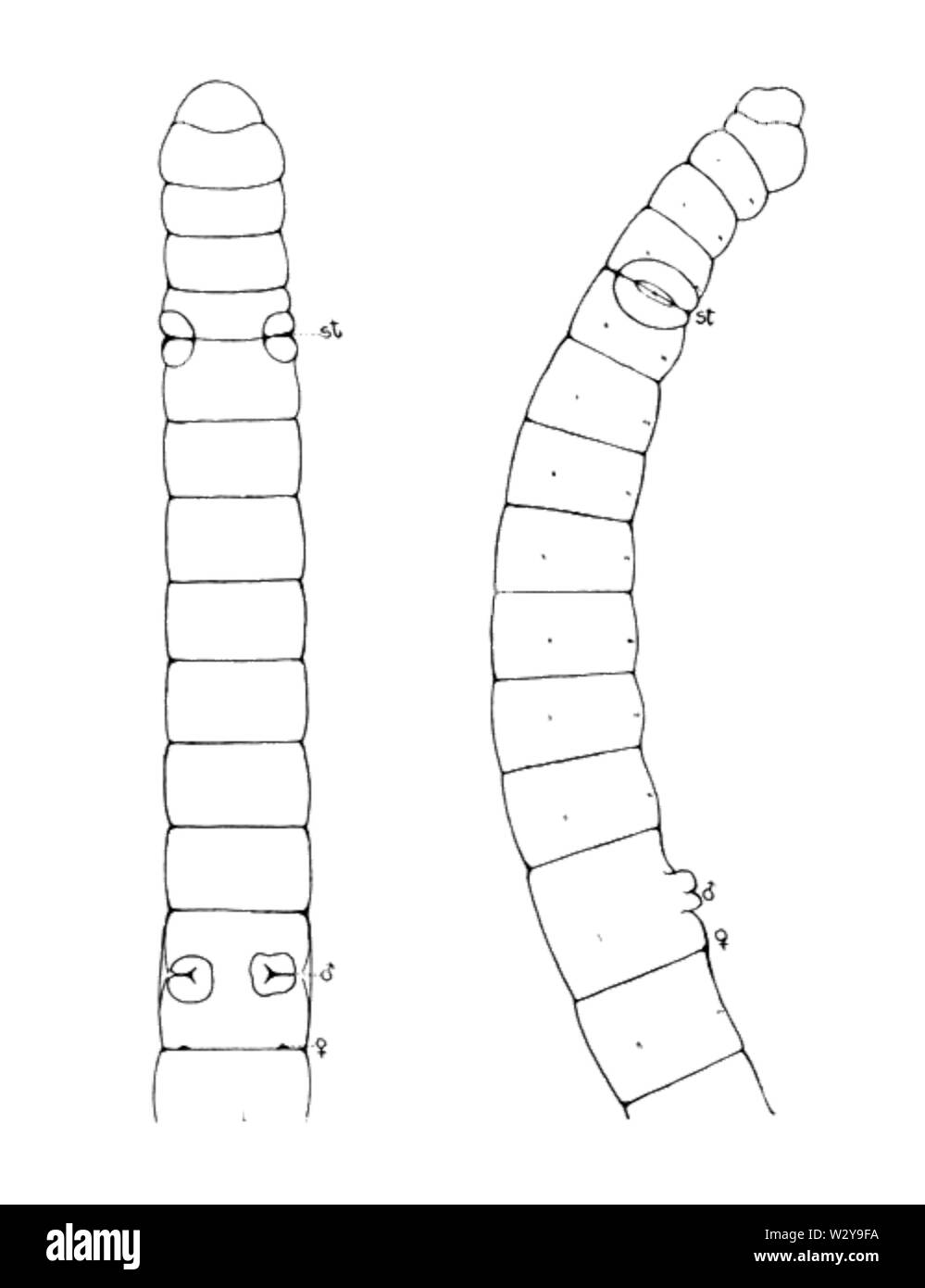 Mesenchytraeus solifugus anterior Stock Photo - Alamy