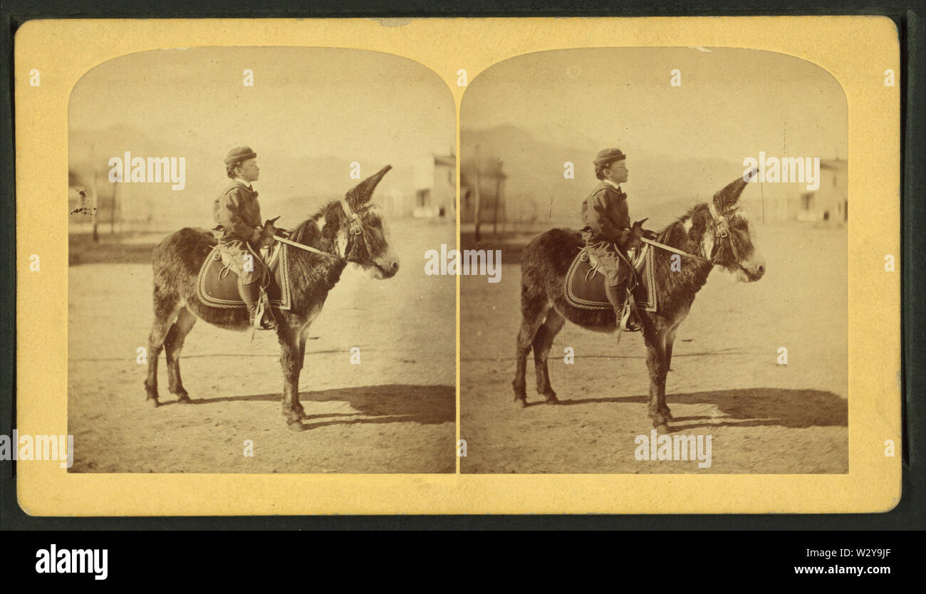 Mexican burro hi-res stock photography and images - Alamy