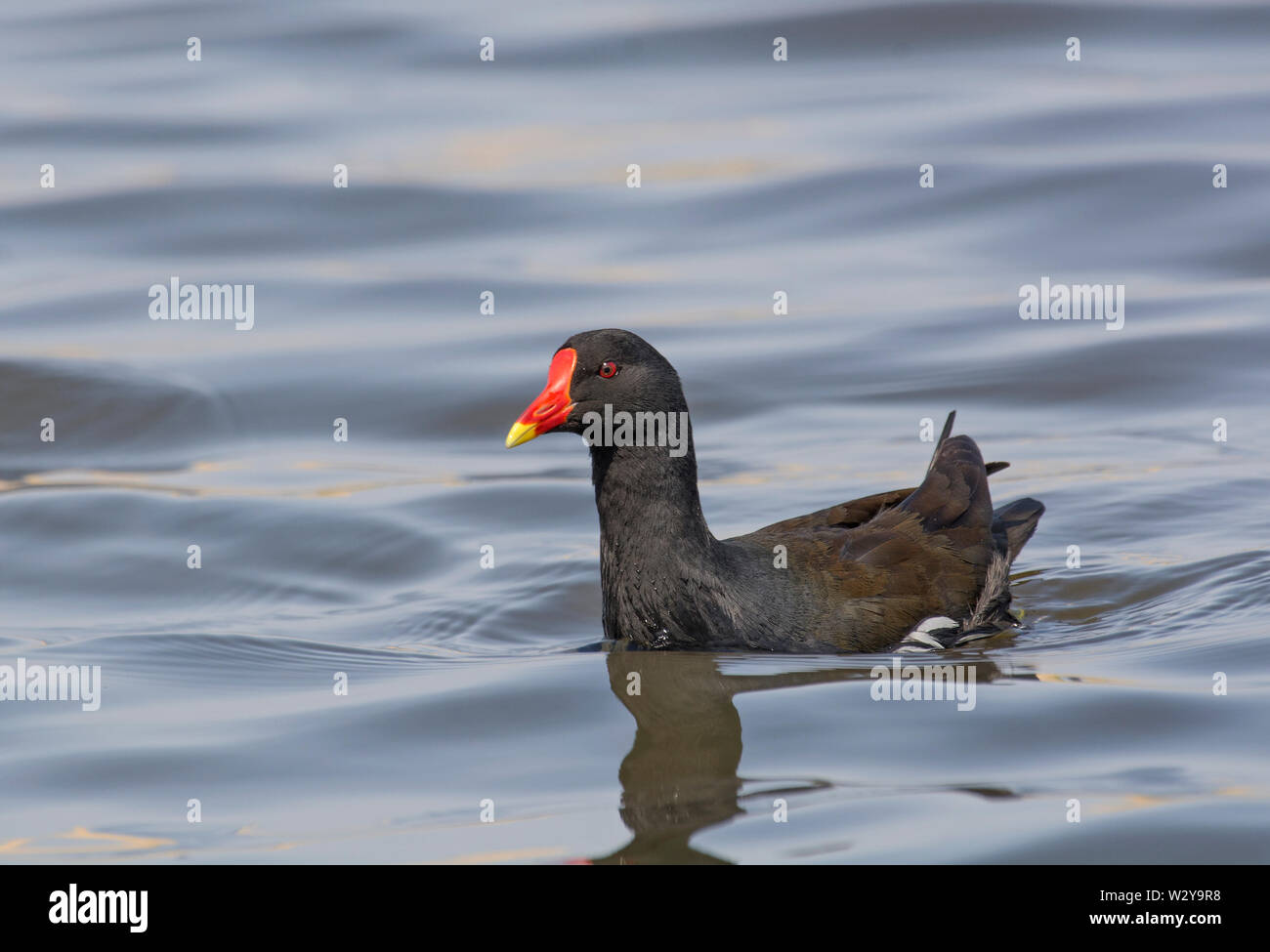 Common Moorhen, Gallinula chloropus, in water, Lancashire, UK Stock ...