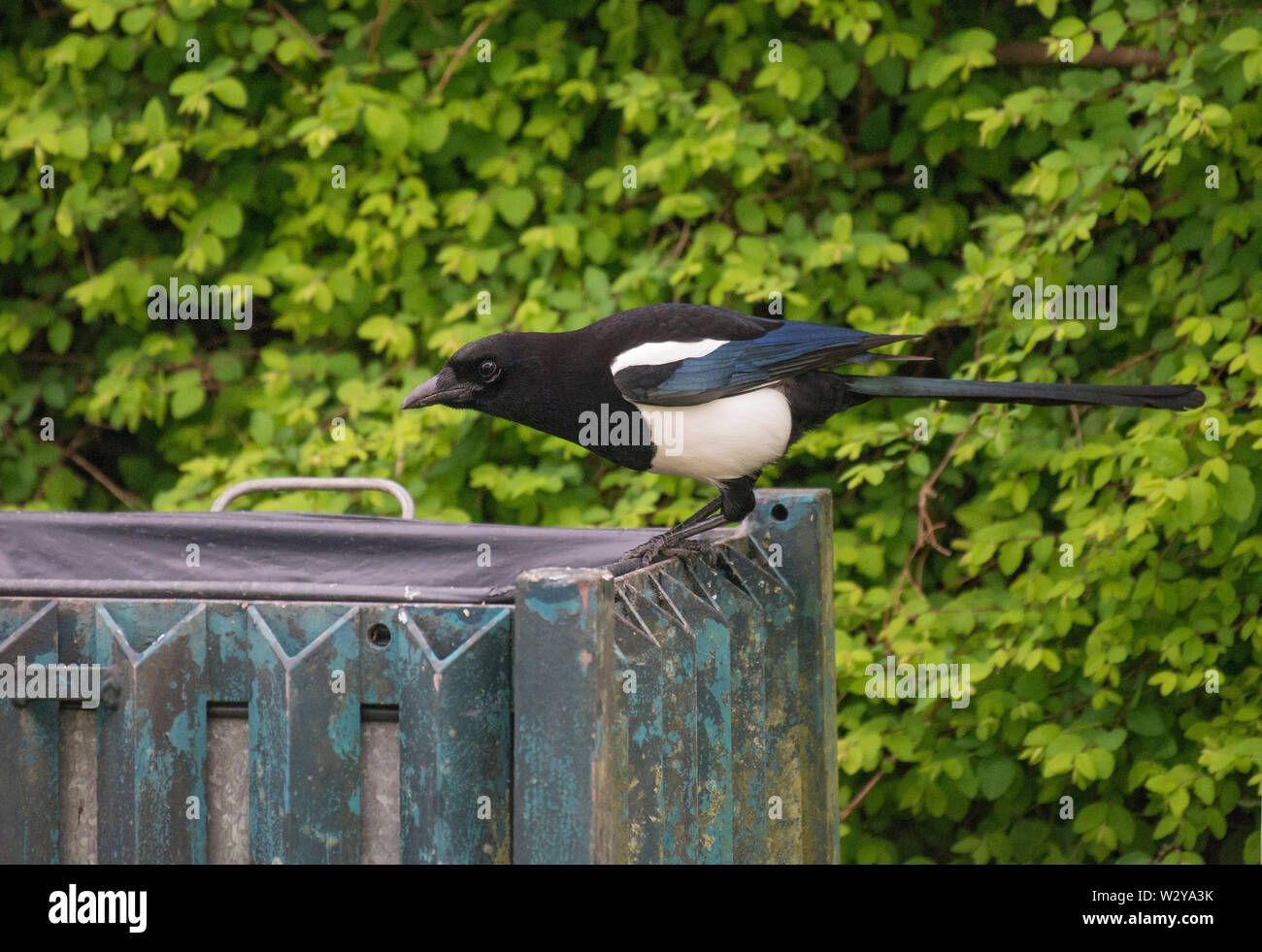 Common Magpie, Pica pica, foraging in rubbish bin, Lancashire, UK Stock ...