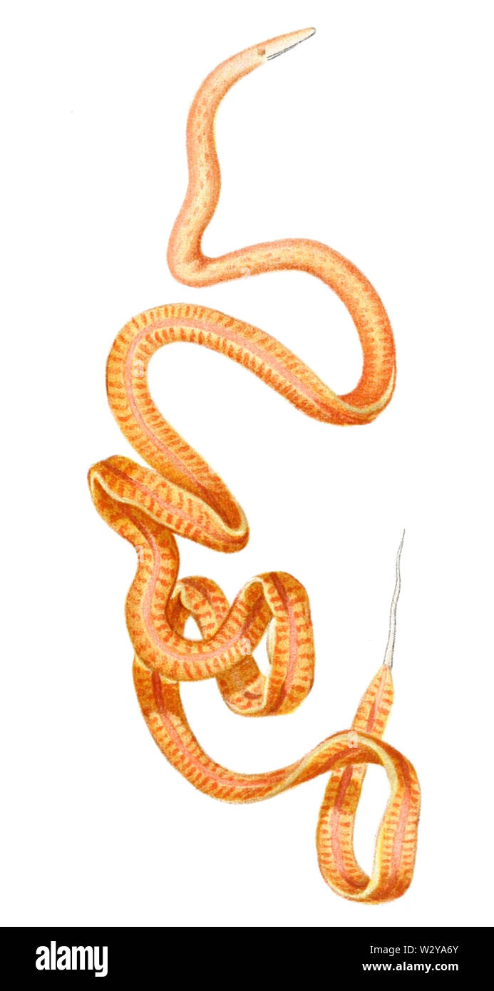 Alaskensis hi-res stock photography and images - Alamy