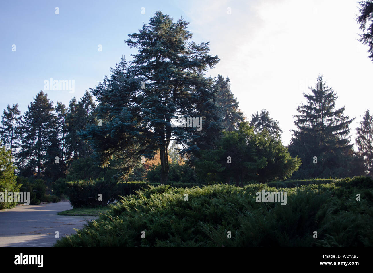 Conifers horizontal garden hi-res stock photography and images - Alamy