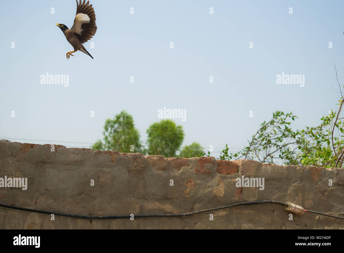 a starling flying in the air with blue sky background.flight of ...