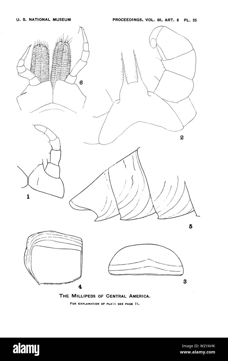 Plate features Black and White Stock Photos & Images - Alamy