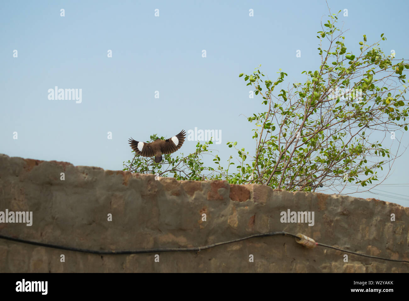 a starling flying in the air with blue sky background.flight of ...