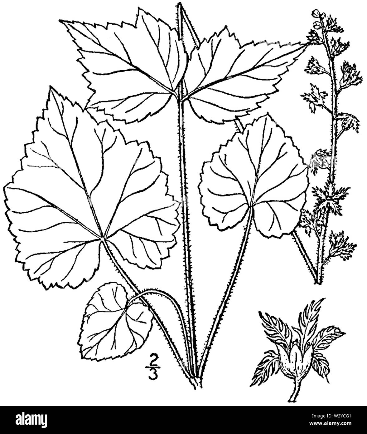 Mitella hi-res stock photography and images - Alamy