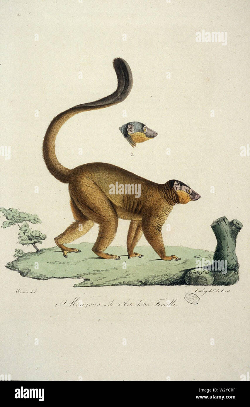 Mongous hi-res stock photography and images - Alamy