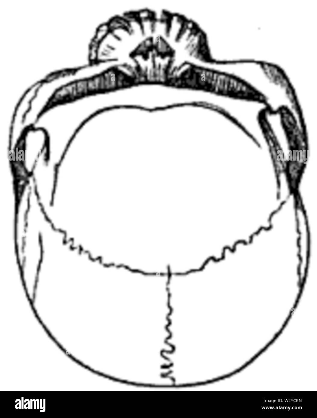 Mongol skull Mongoloid overhead Stock Photo - Alamy