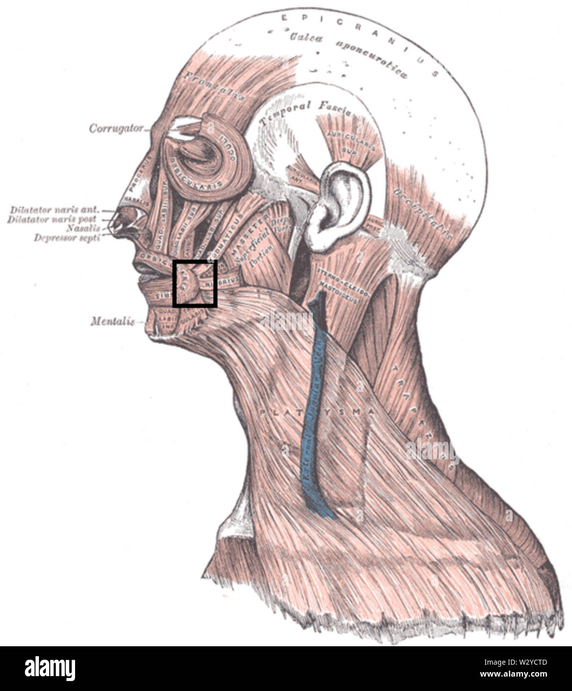 Modiolus hi-res stock photography and images - Alamy