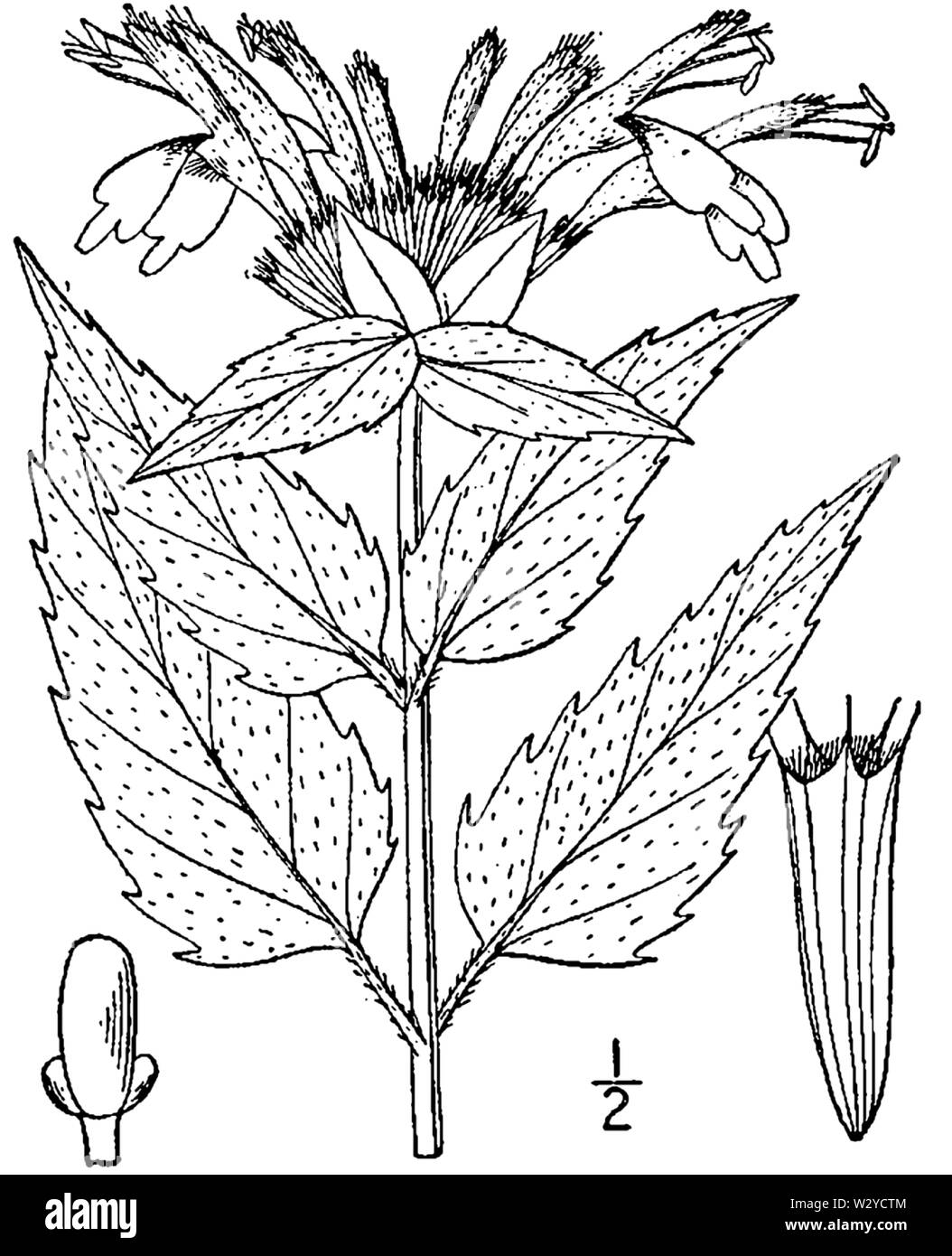 Botanical illustration of Monarda fistulosa from 1913 Stock Photo - Alamy