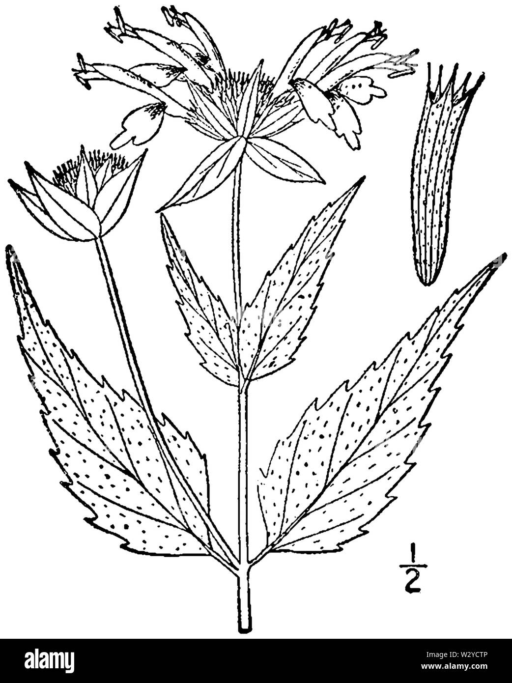Monarda clinopodia drawing 1 Stock Photo - Alamy