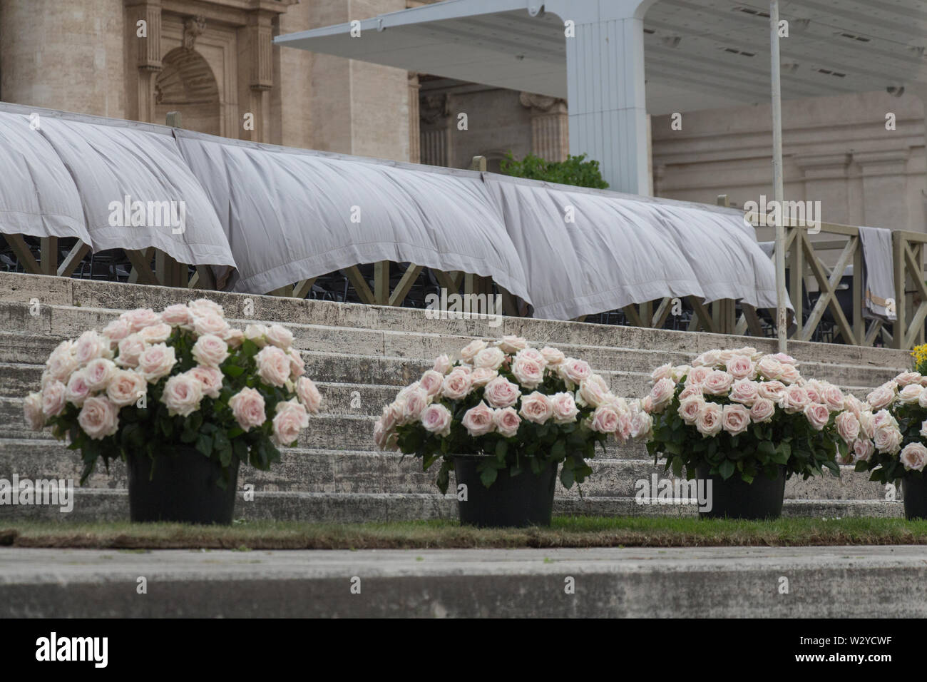 Opening pink rose blooming roses hi-res stock photography and images ...