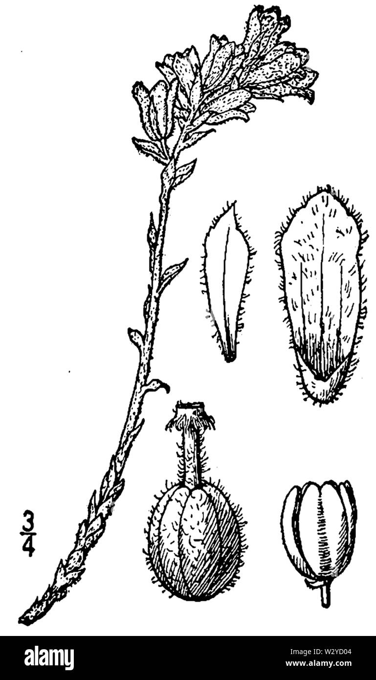 Botanical illustration of Monotropa hypopitys from 1913 Stock Photo - Alamy